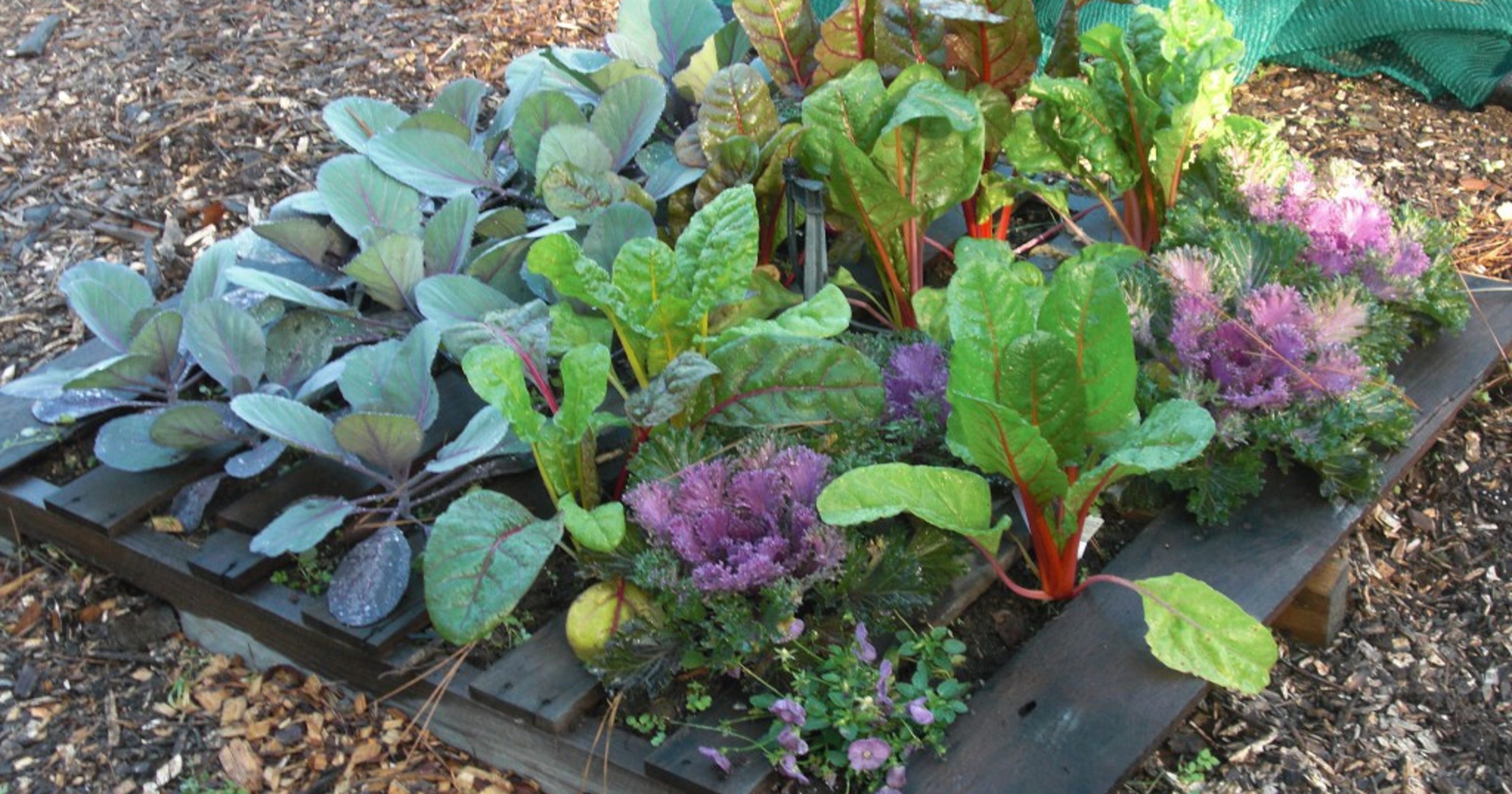 Beyond companion planting, strive for garden diversity