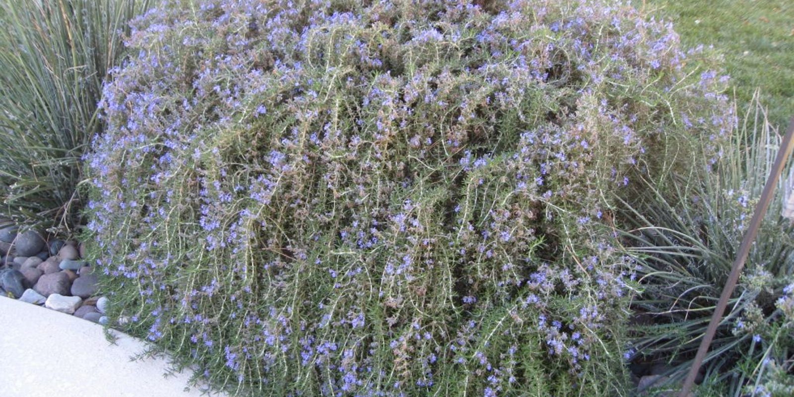 Get to know the many varieties of rosemary
