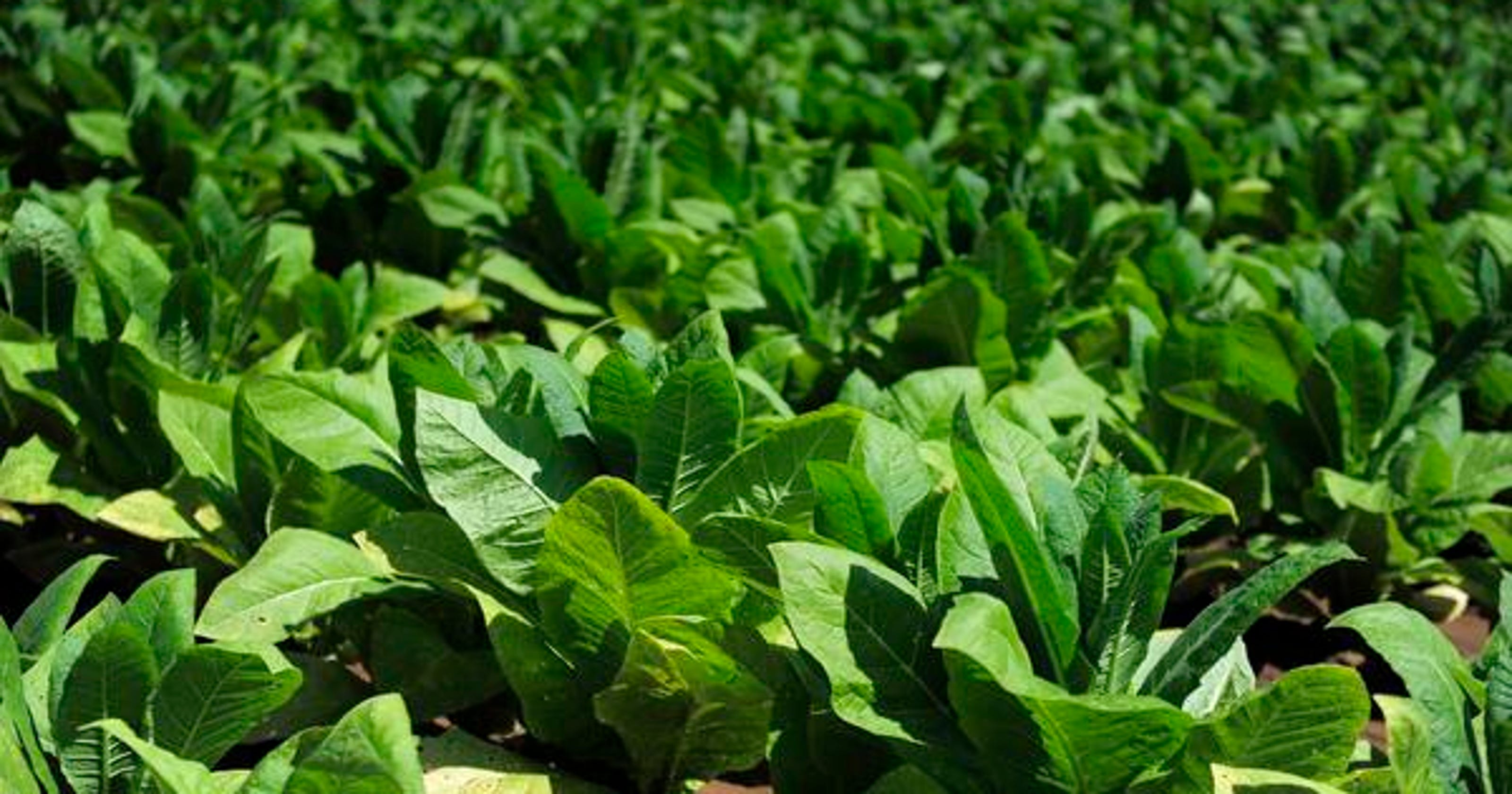 Tennessee hasn't inspected tobacco farms since 2006