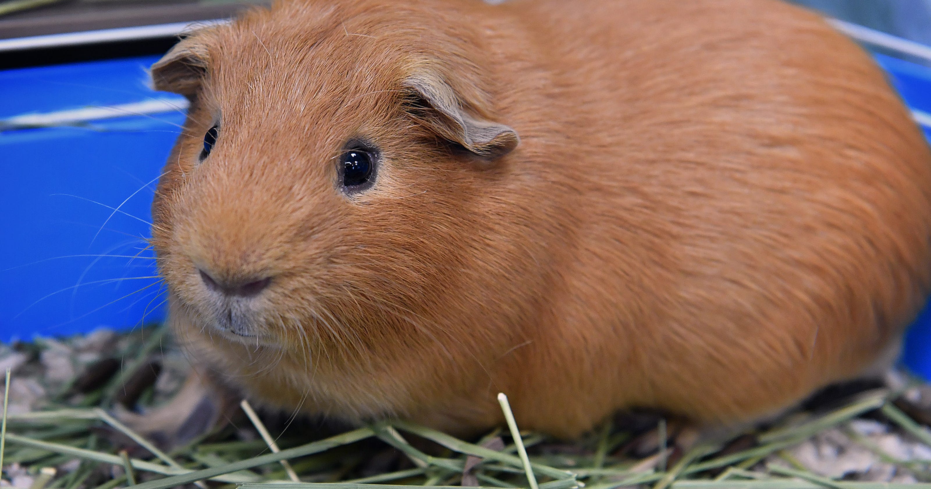 Pet of the Week: Nutmeg, a Guinea pig