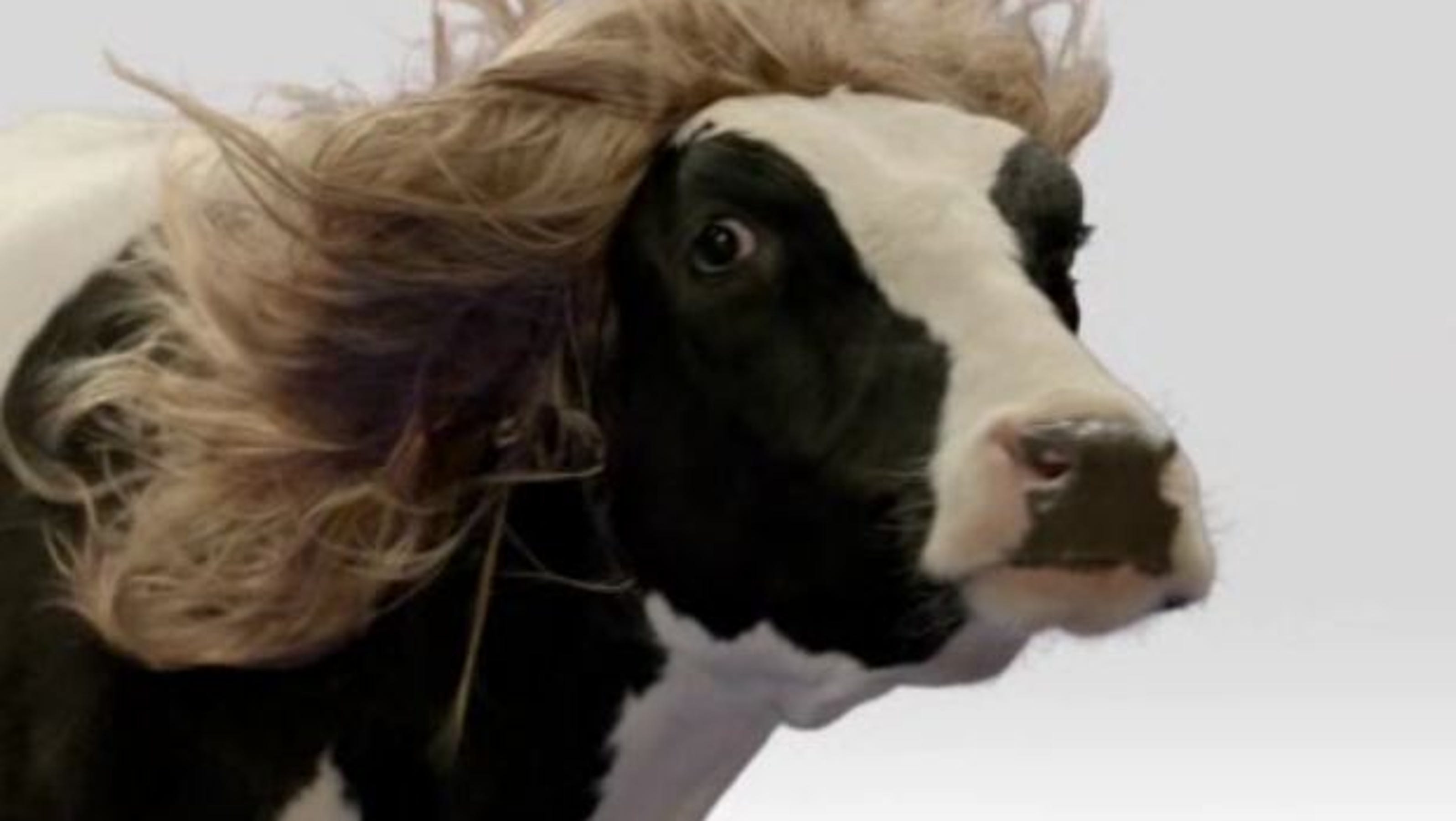 'Cows in wigs' ad plays before Cochran comment video
