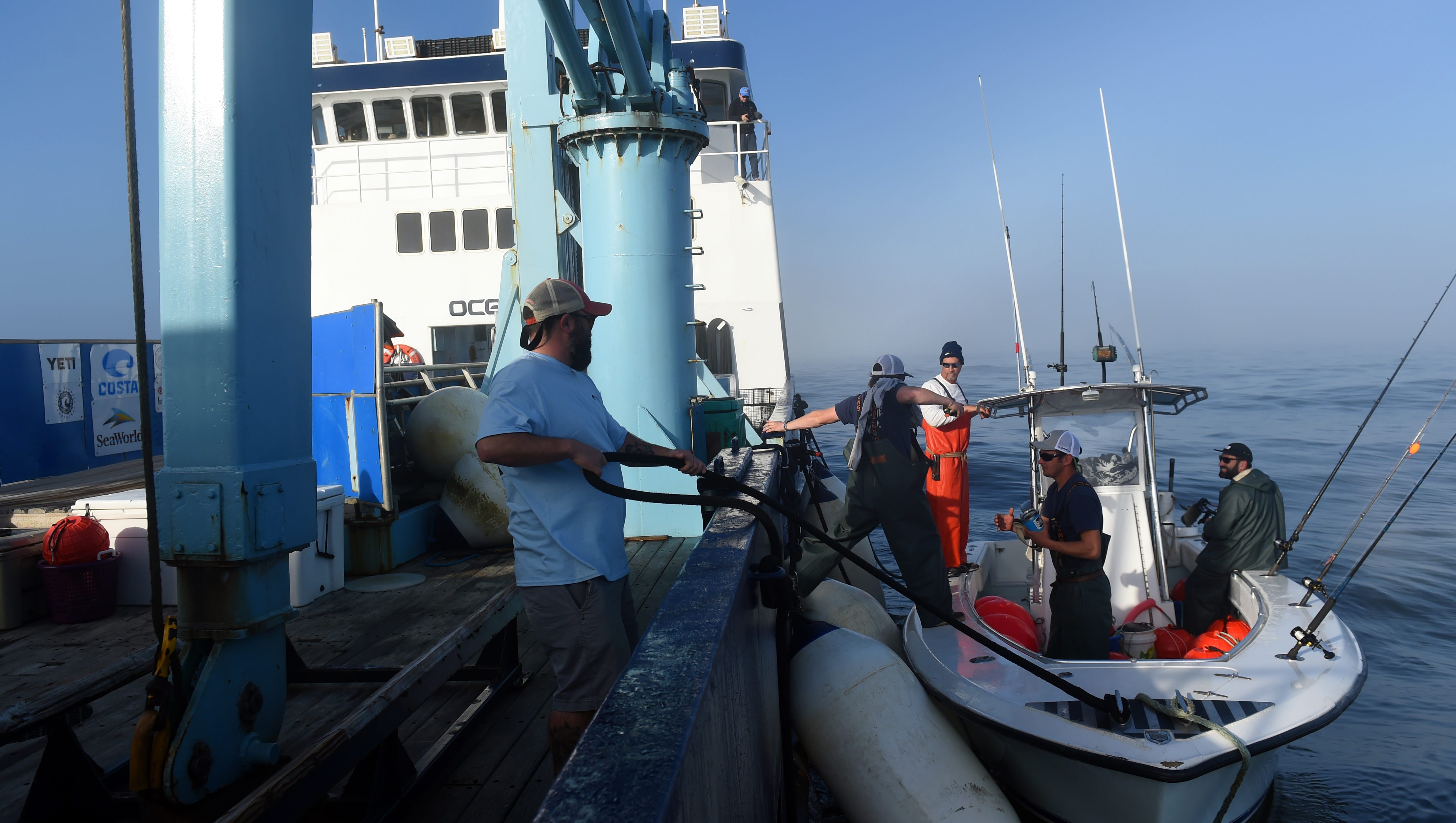OCEARCH hunts for great white sharks a mile off Ponce Inlet near ...