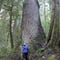 Big tree adventure in the Valley of the Giants