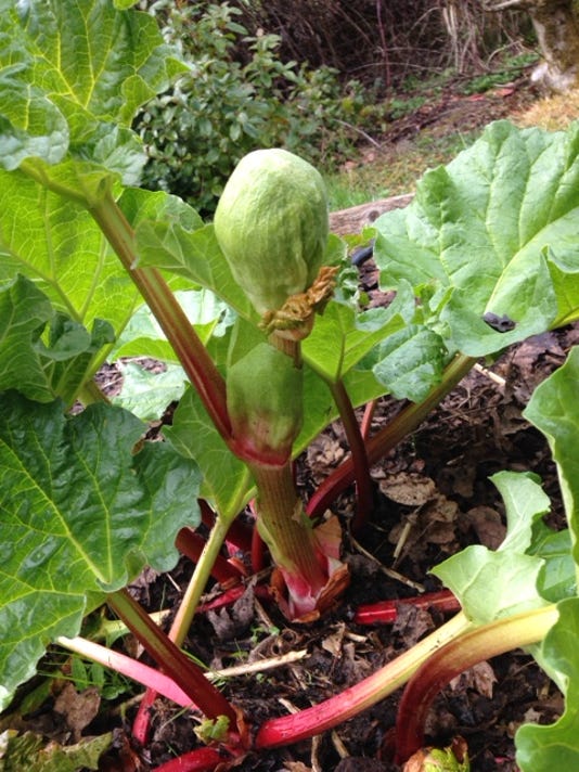 How to care for your rhubarb in early spring