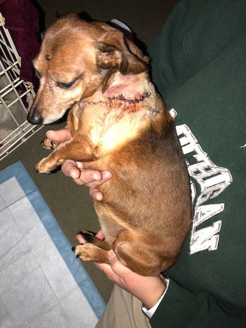 What If A Coyote Bites A Dog