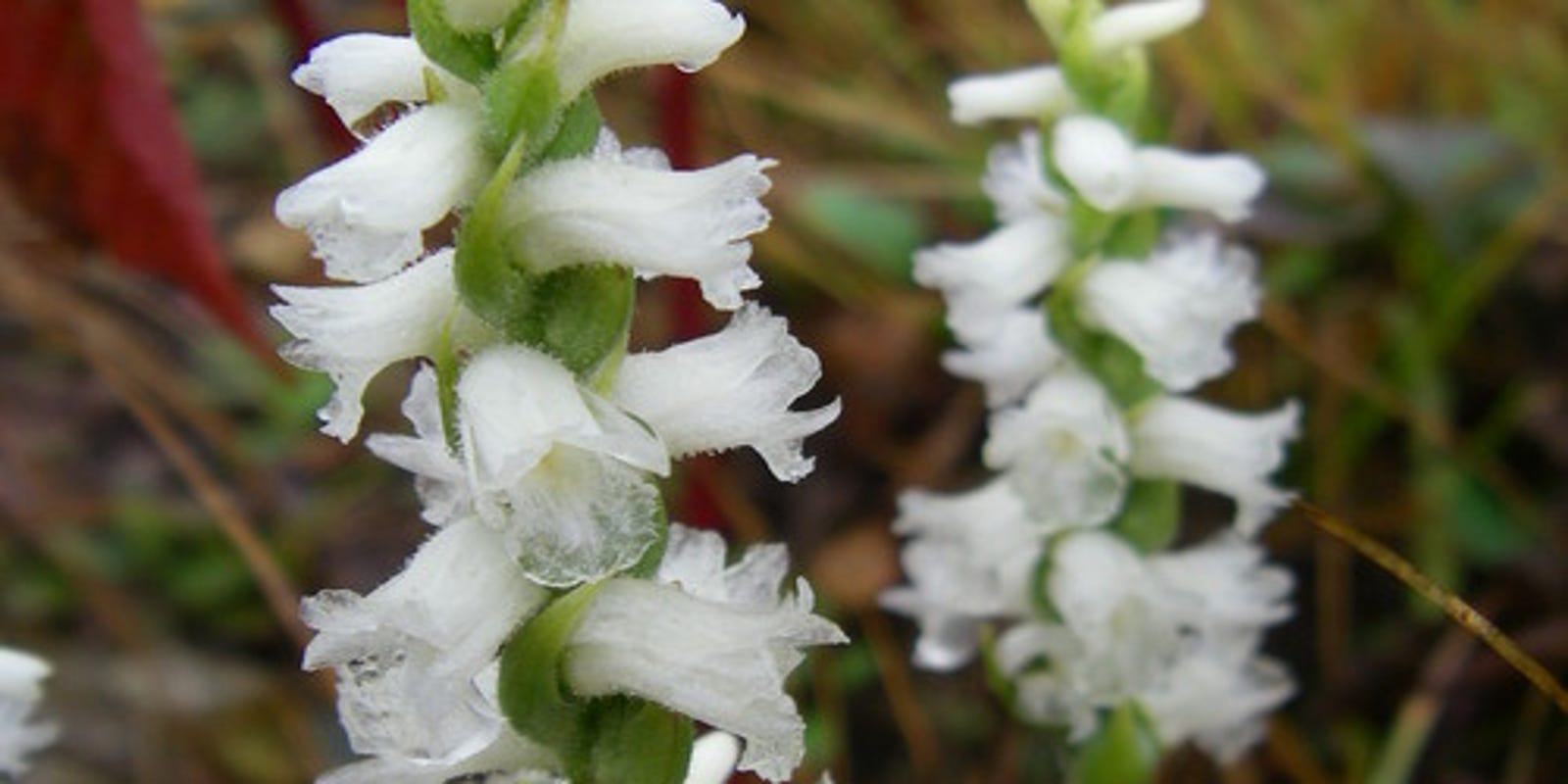 Keep an eye out for Wisconsin’s orchids