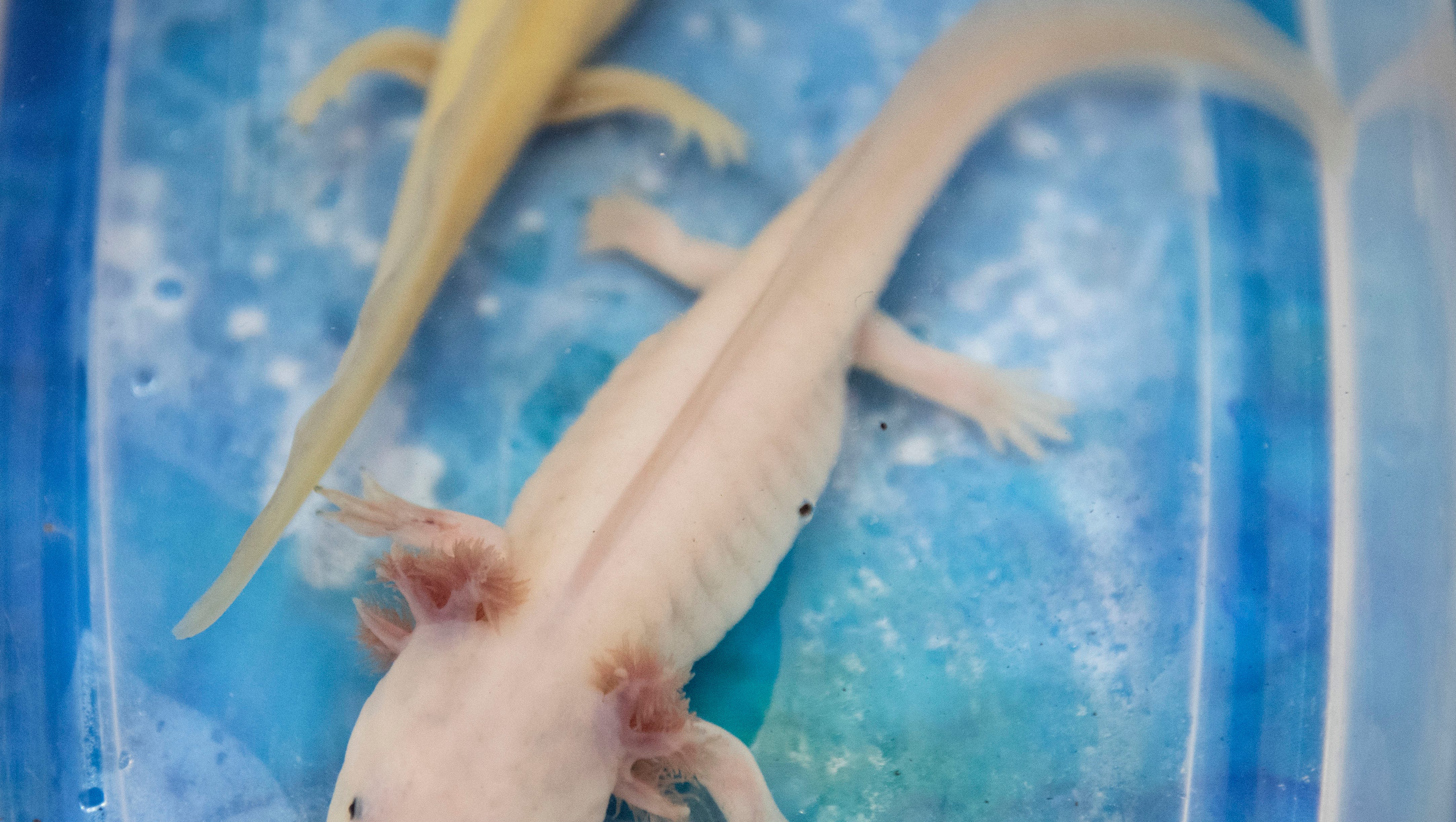 Lowe-Volk Park Nature Center lets kids see, touch axolotls