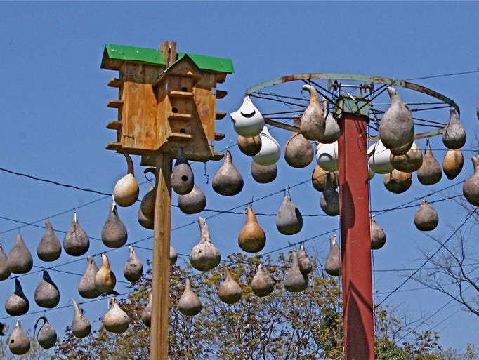 Purple martin gourd houses in East Tennessee