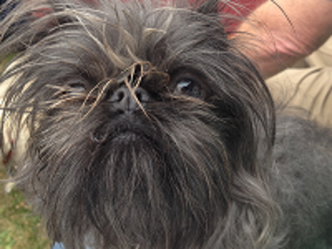 Meet the World's Ugliest Dog contestants