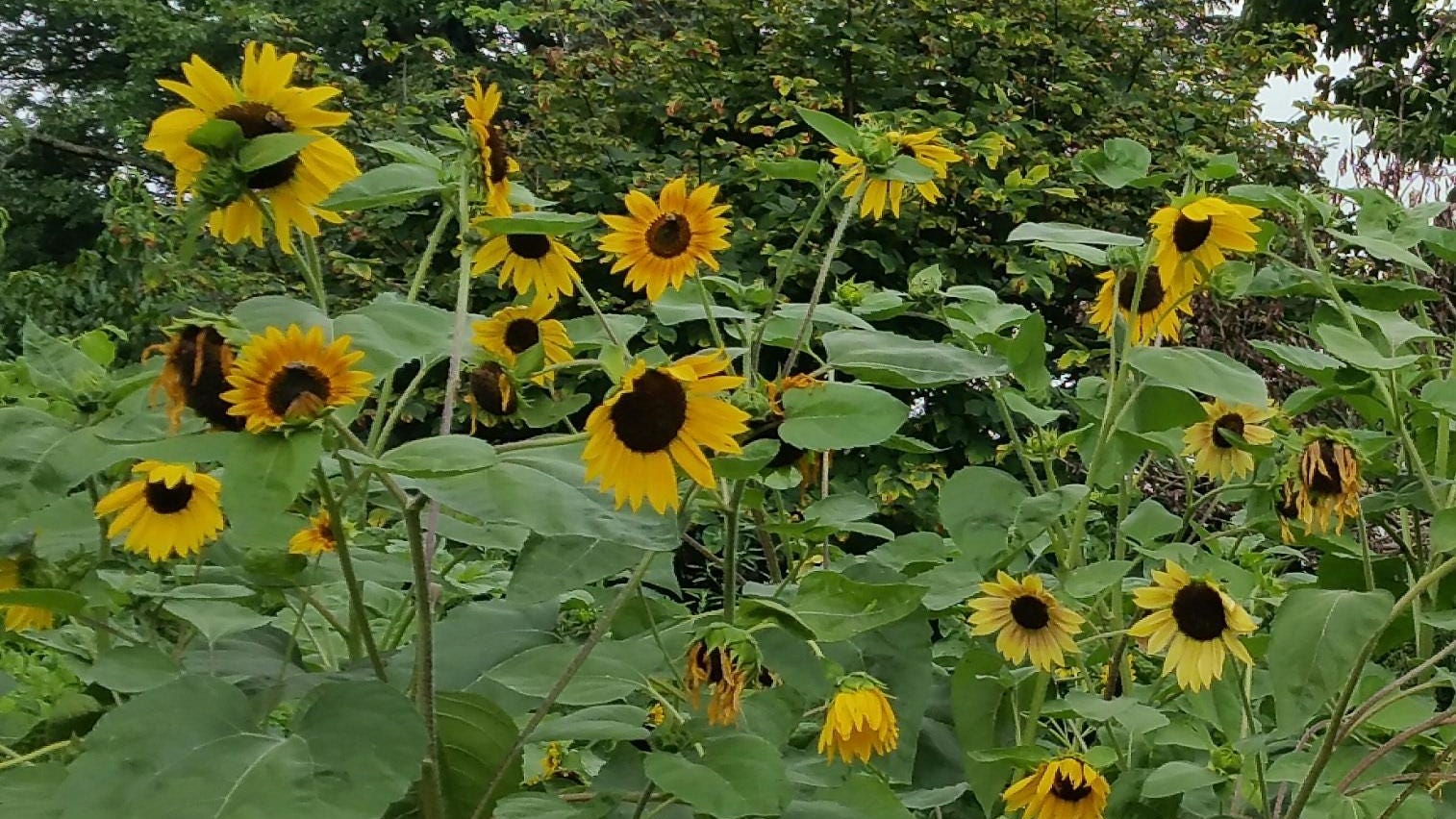 Surprises arrive every year, outshining planned plants