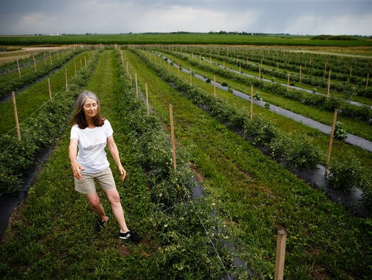 The Iowa story behind an 'incredible' tomato