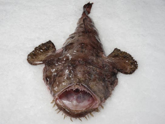 Eight of the world's ugliest fish
