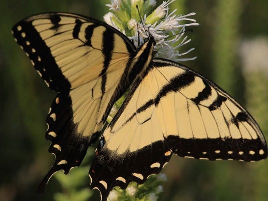 The Butterfly Guy: Florida’s swallowtail butterflies