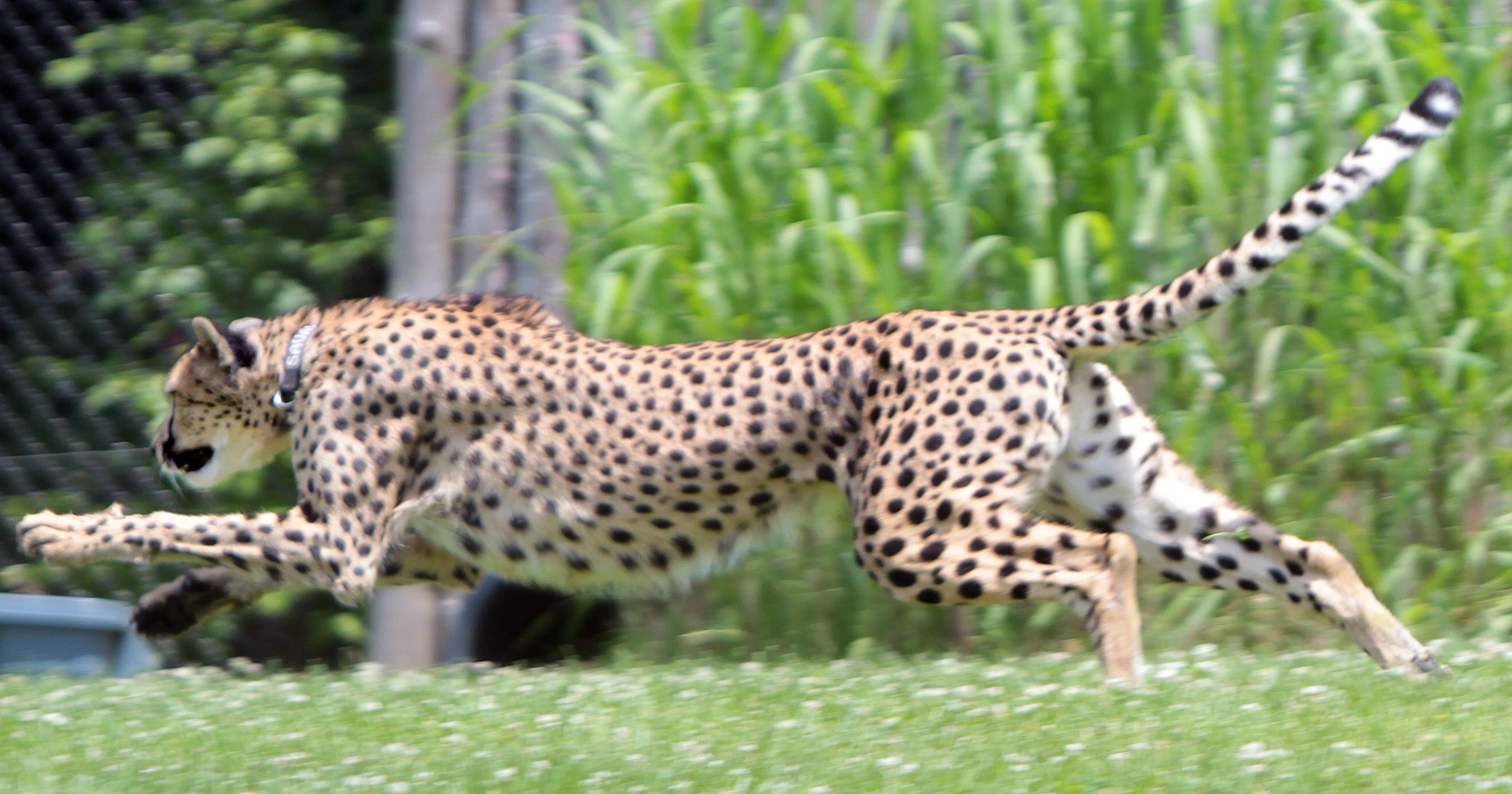 Cincinnati Zoo's Bowyer Farm to open cheetah facility in Mason