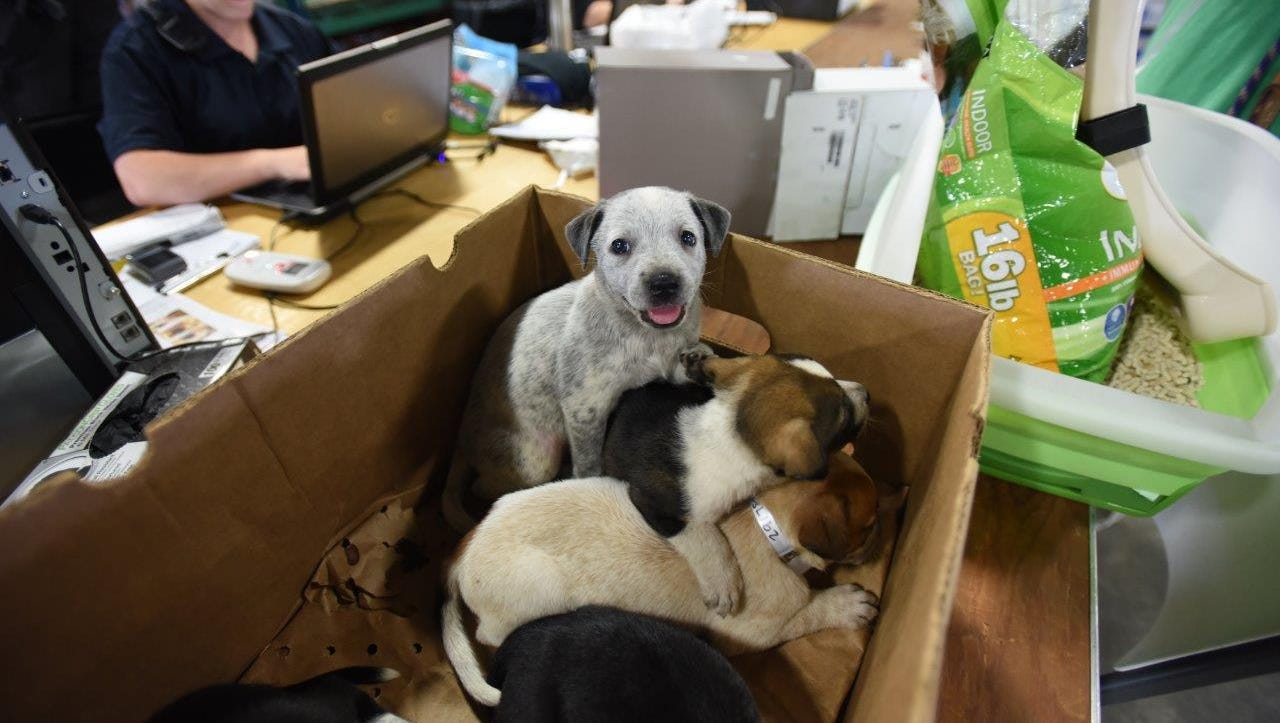 Animal advocacy groups work to save animals displaced by Harvey