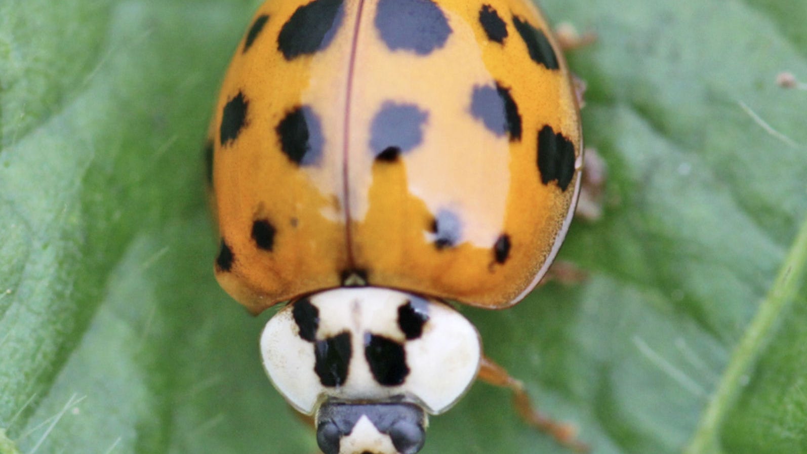 Mid-Atlantic seeing influx of Asian lady beetles thanks to warm fall