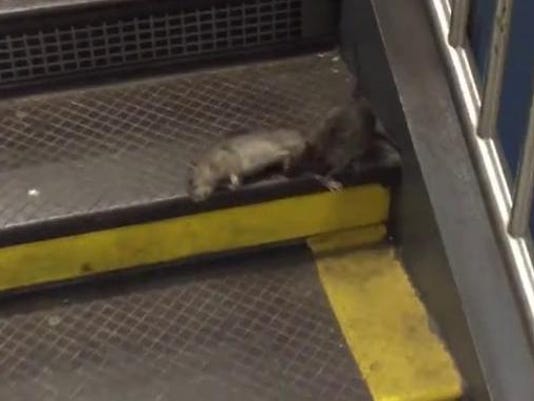 Remember NYC's "Pizza Rat'? Meet his cousin 'Cannibal Rat'!
