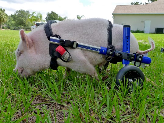Fla. pig in a wheelchair inspires those with disabilities