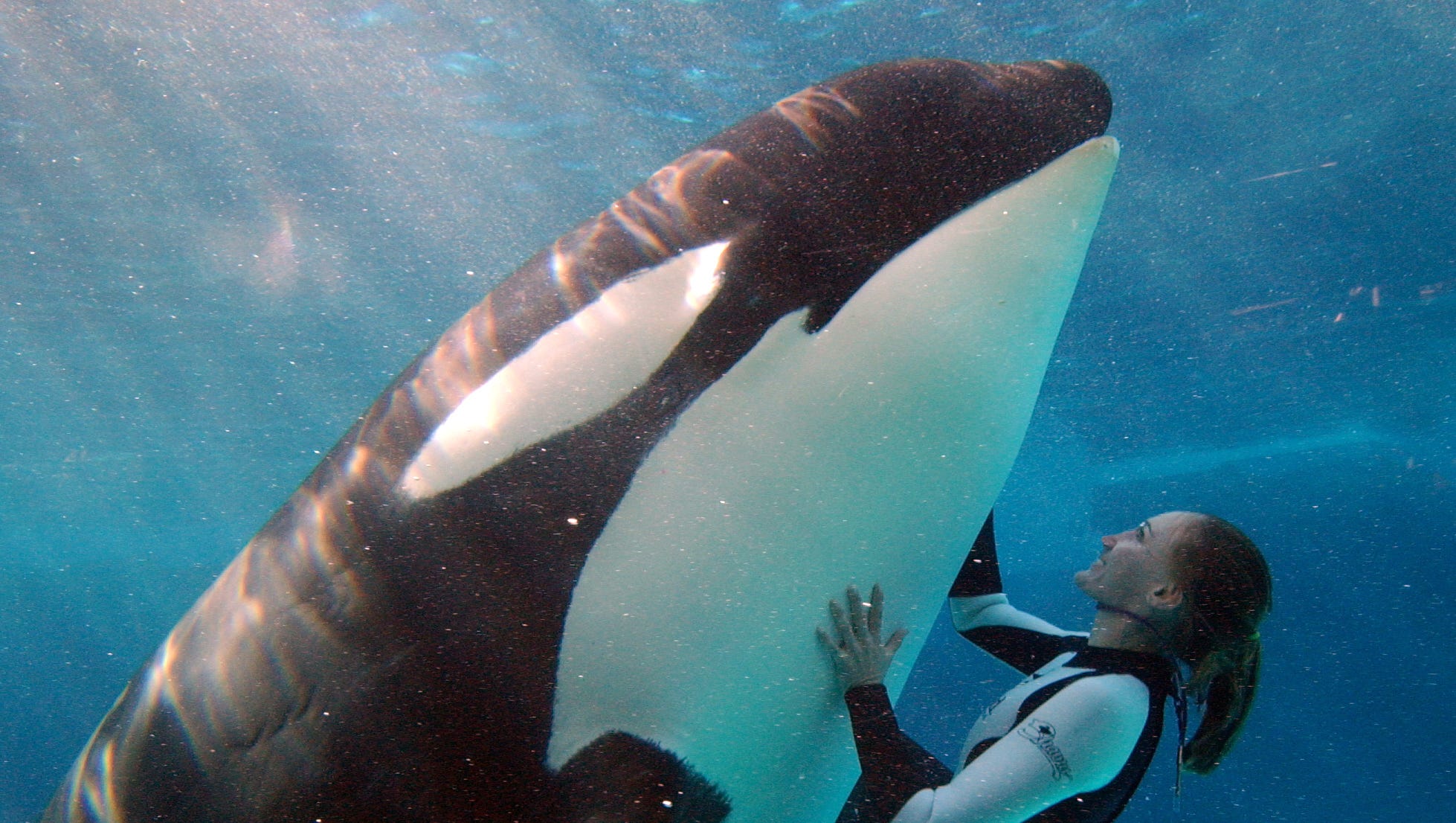 California agency votes to ban SeaWorld orca breeding