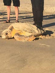 Turtle lays eggs in Fenwick Island, 'rare' for Delaware