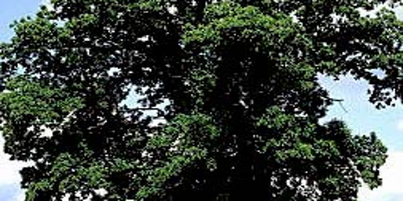 American chestnuts trees coming back