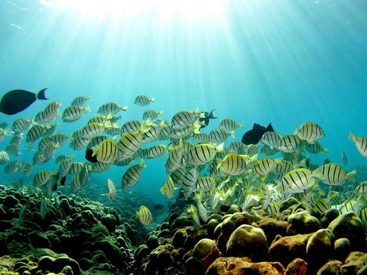 Ocean Facts: Why do fish school?