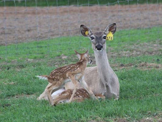 Baiting, feeding bans initiated due to CWD-positive deer farm in ...