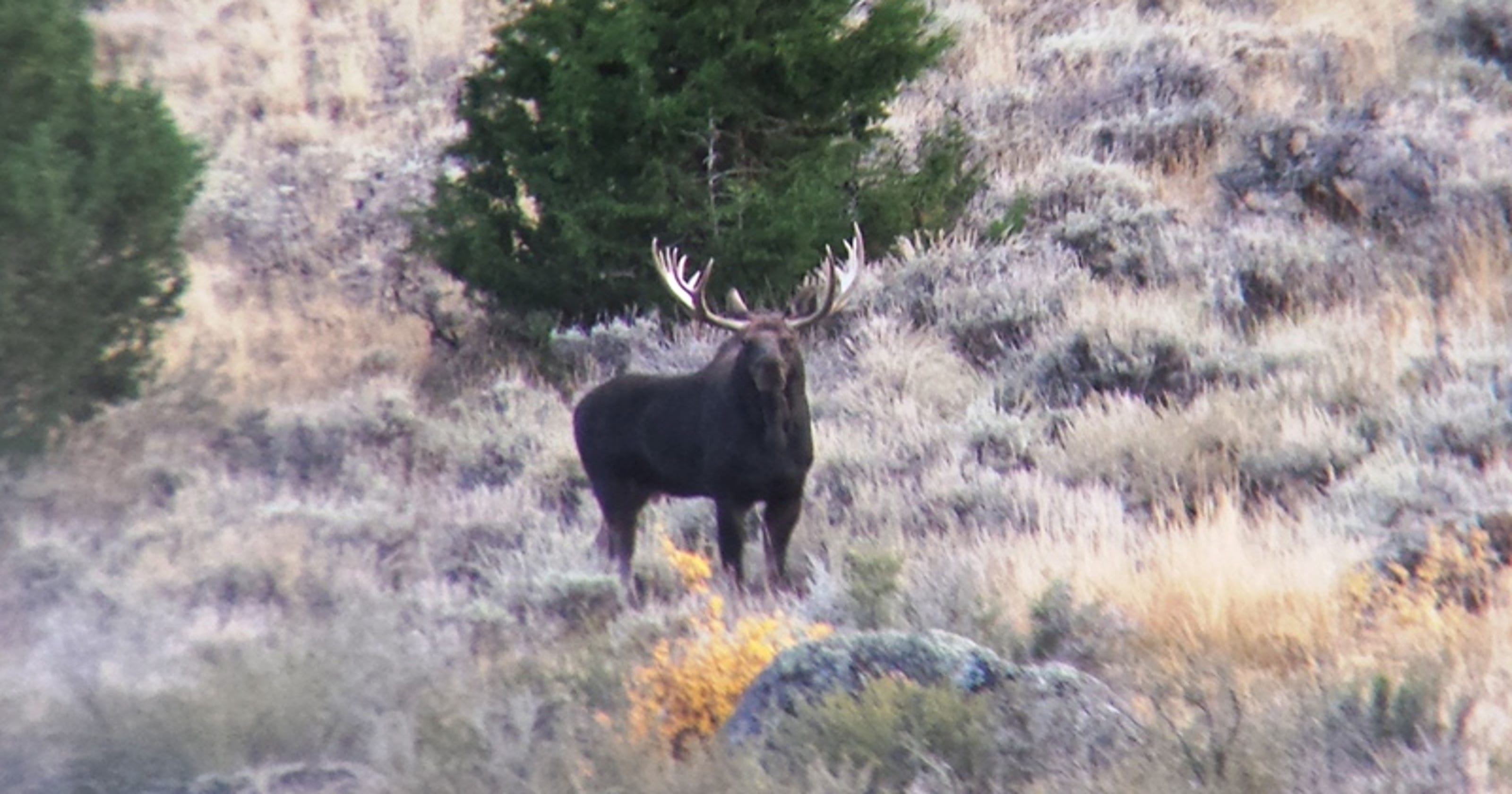 moose in nevada