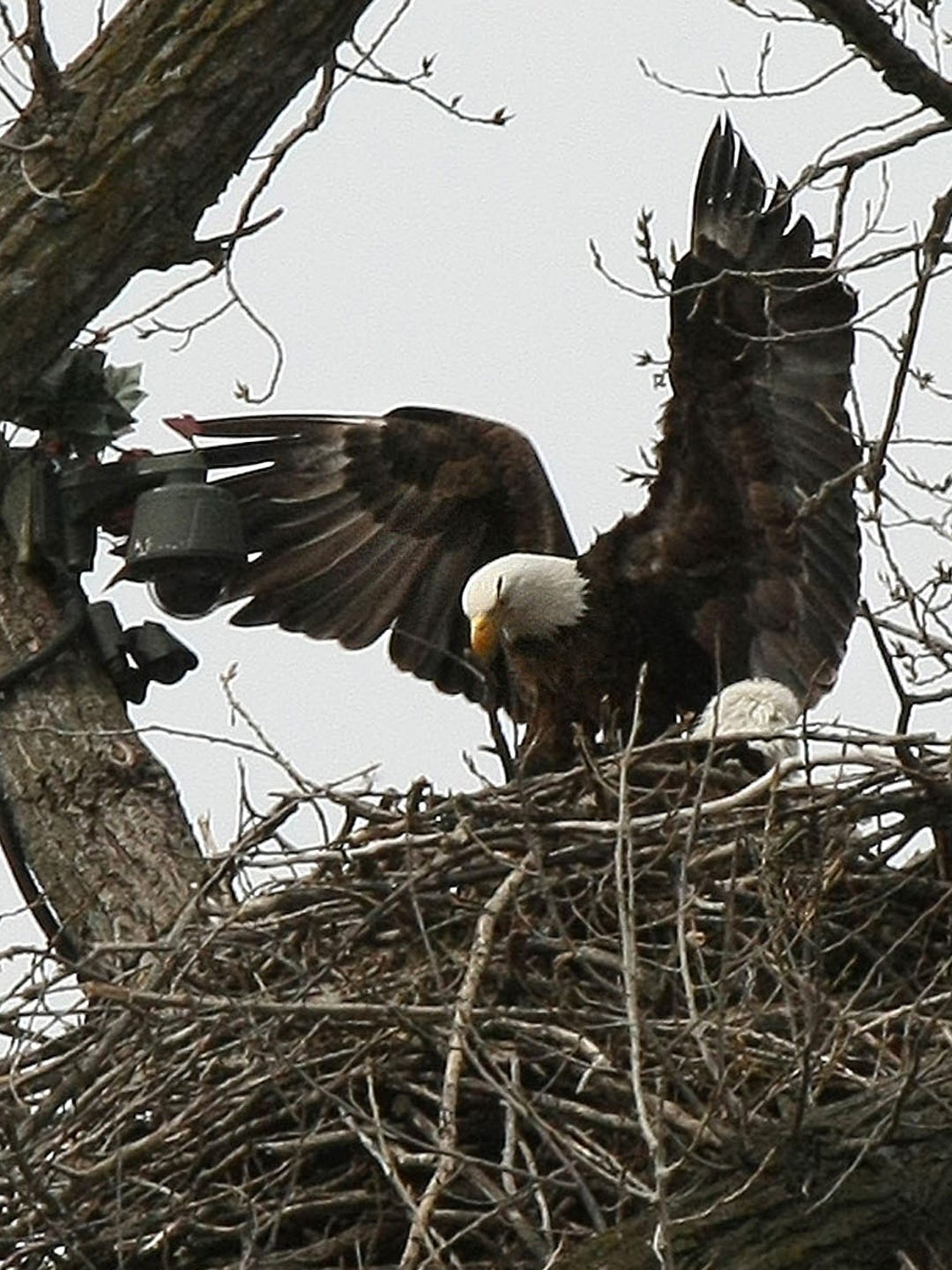 Iowans won't try to save baby Decorah eagles after dad went missing