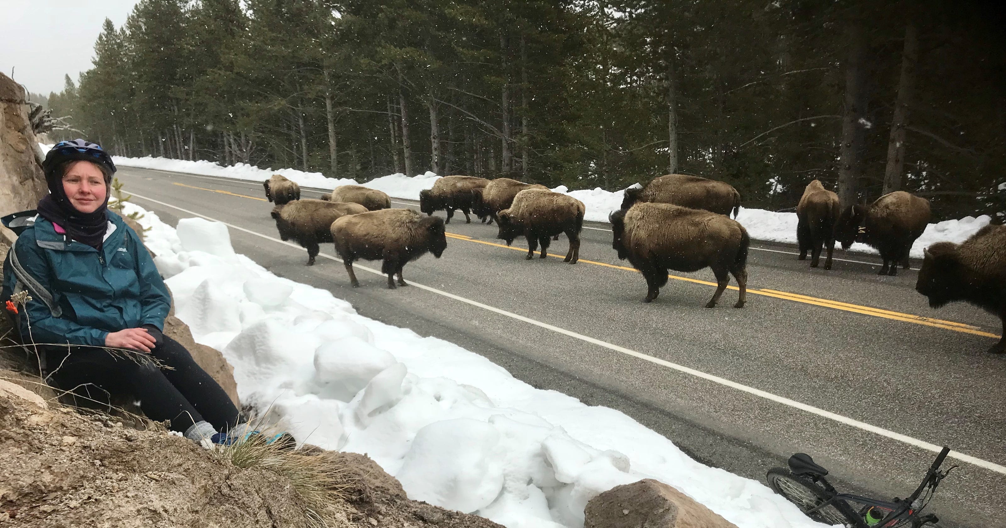 Yellowstone bison herd push bikers into cliffs