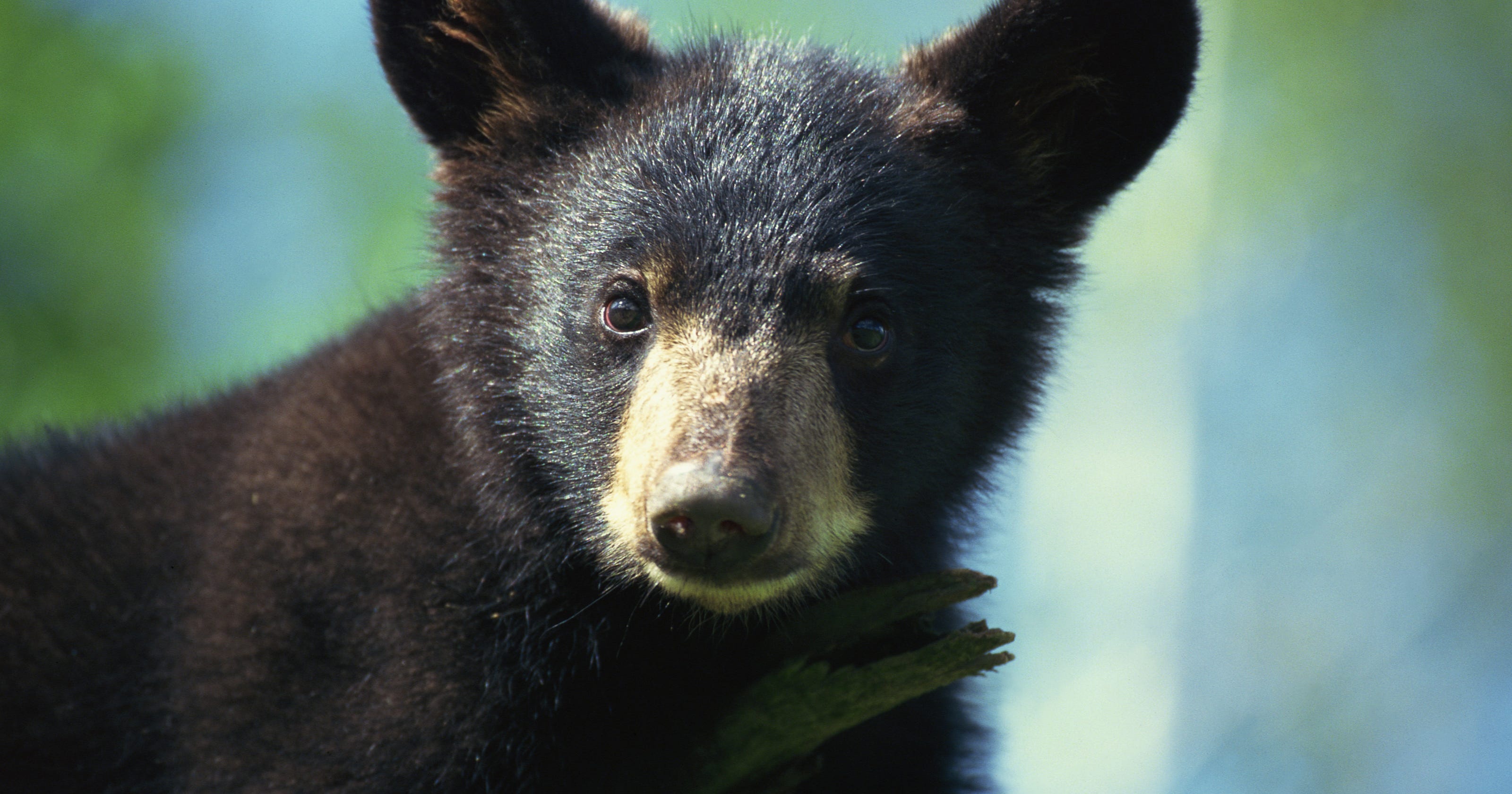 Great Smoky Mountains National Park urges visitors to be bear aware