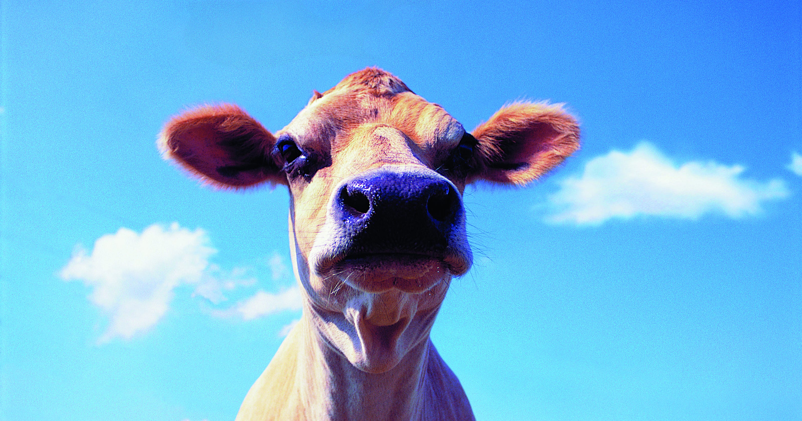 Cow causes crash on Balcom Canyon Road