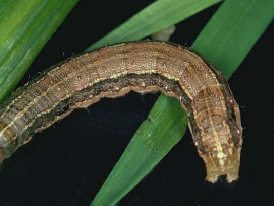 Agriculture experts warn Texas producers to watch for armyworms