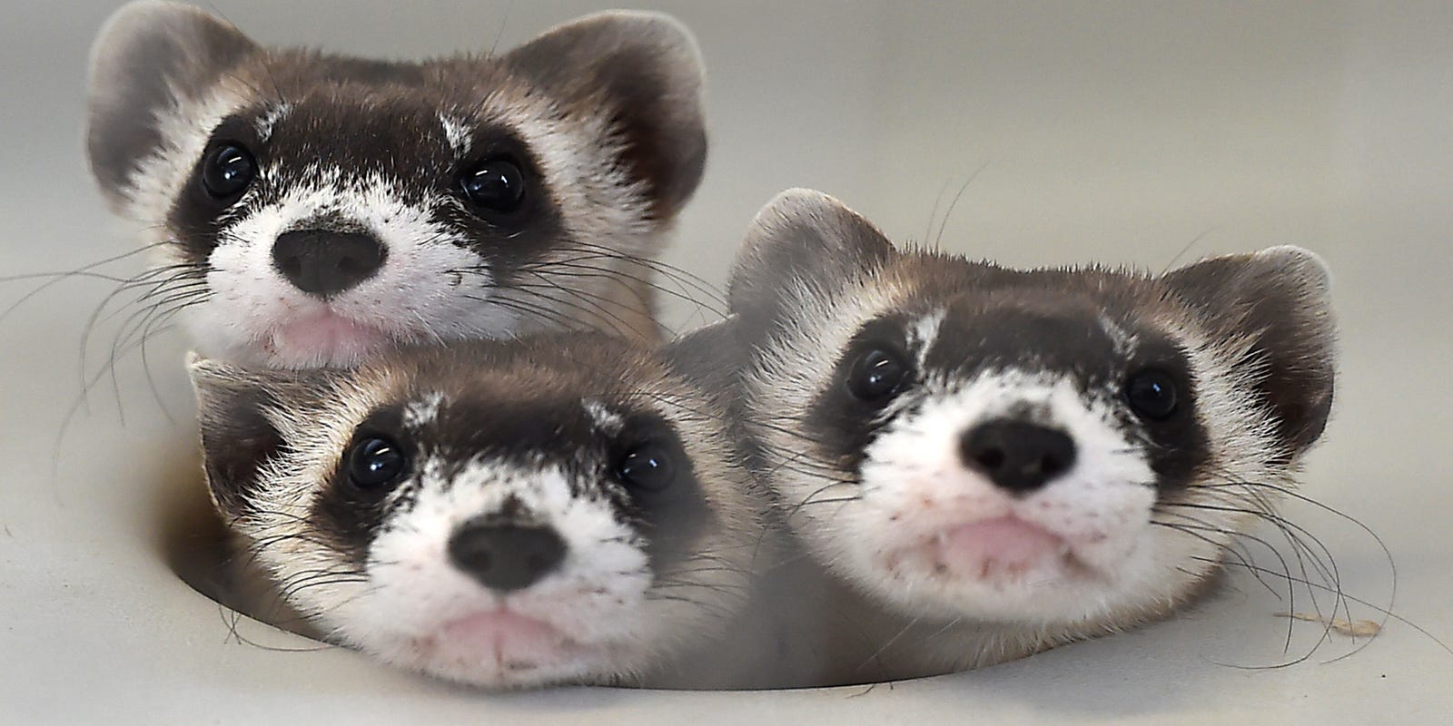 Black-footed ferrets return to Northern Colorado