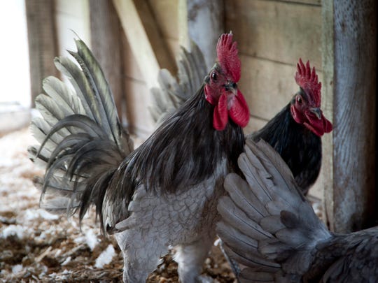 Blue Hens (of the poultry variety) tailgate at UD