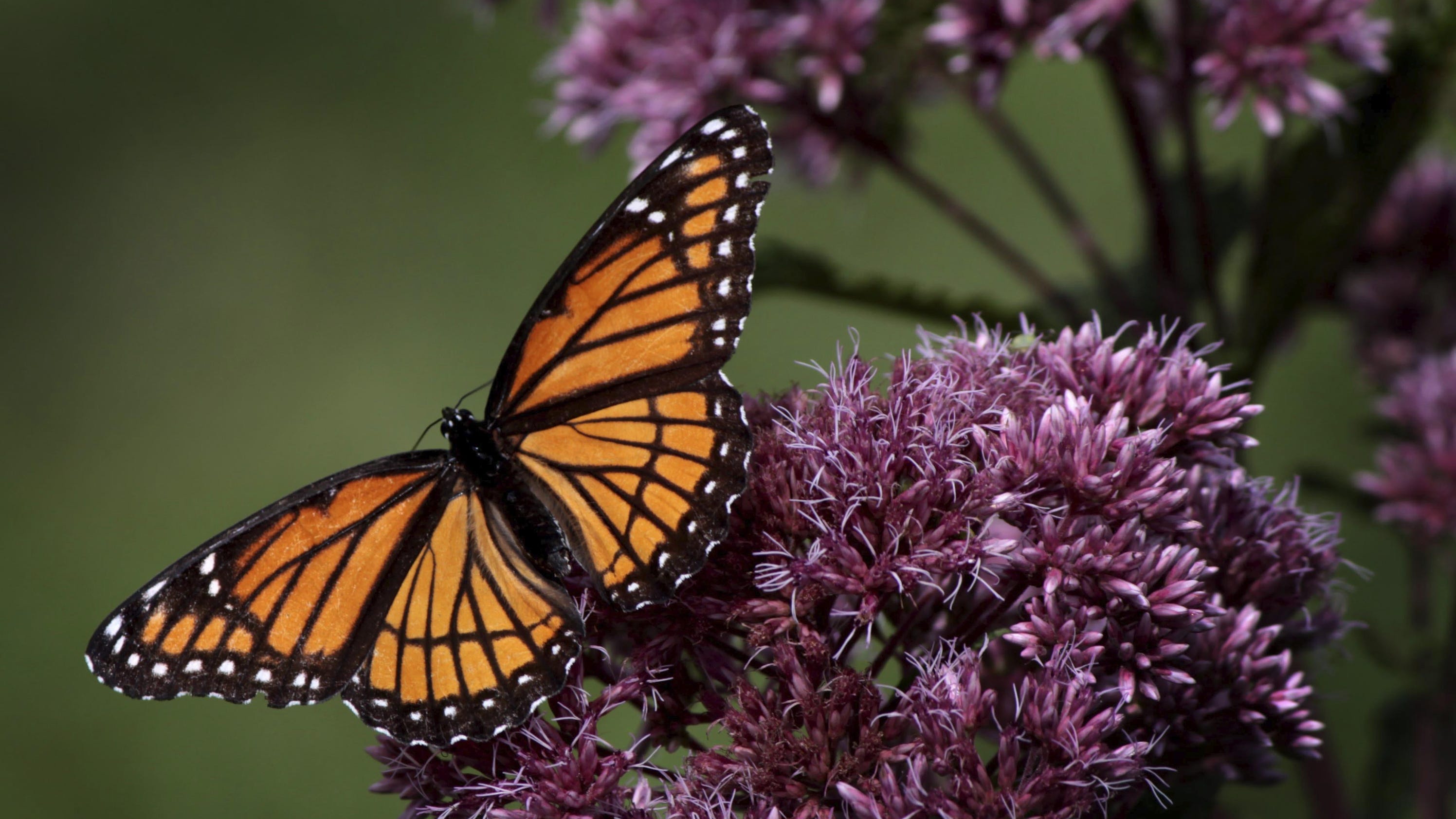 Monarch butterfly, milkweed decline related