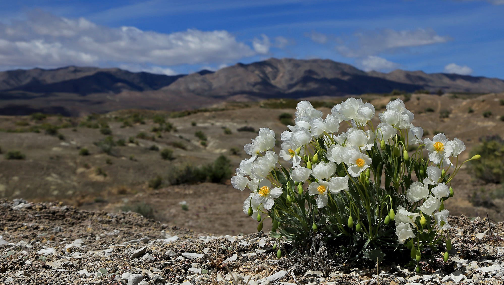 UVU, forest service and nature conservancy join to save bearclaw poppy