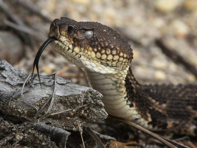 Saving the New Jersey Pinelands