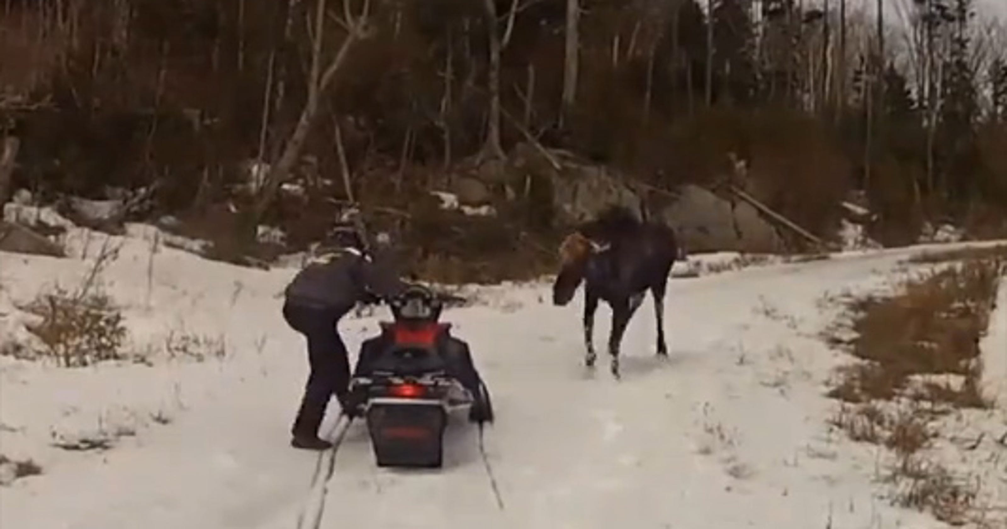 Angry moose attacks couple on snowmobile