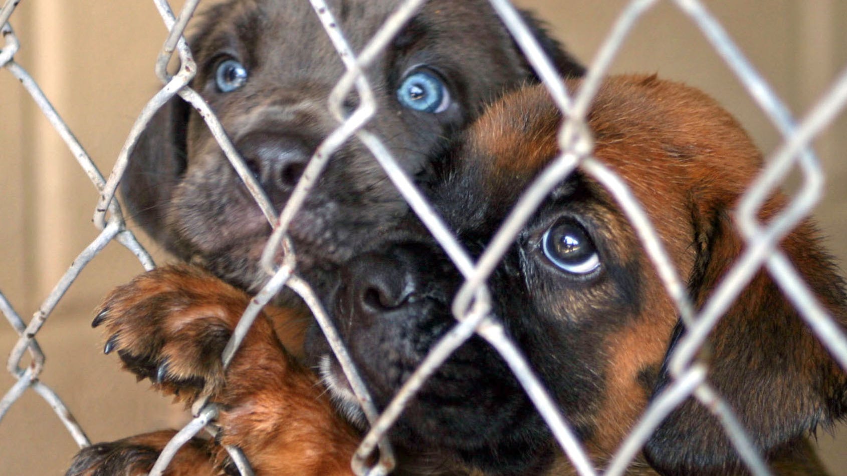 Bridgewater will stay with animal shelter