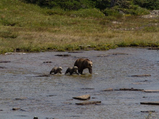 Gobi Grizzlies: Saving the world's rarest bears