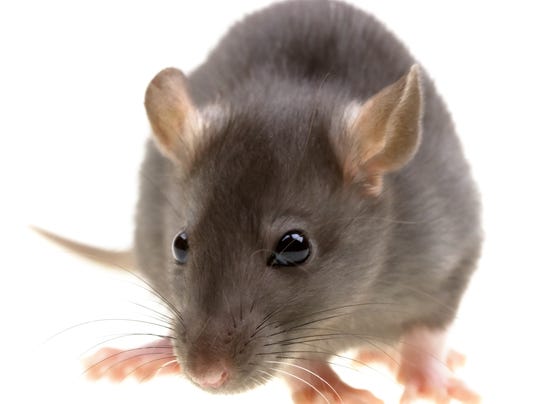 Despite their bad rep, rats make great pets