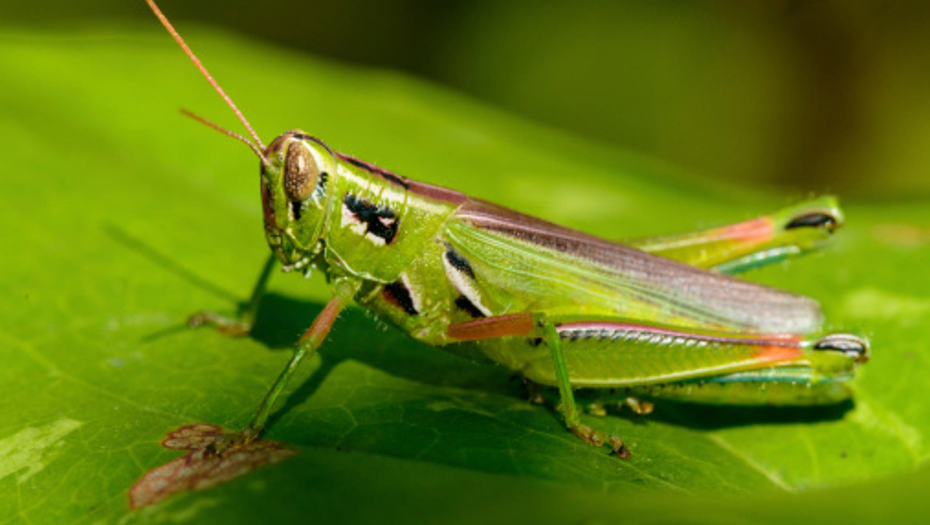 Grasshopper outbreak surfaces on weather radar