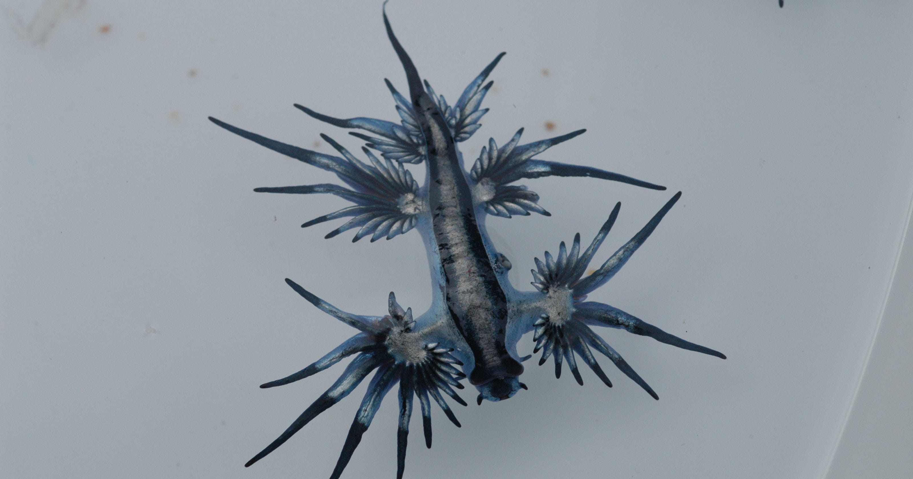 Dragon Sea Slug