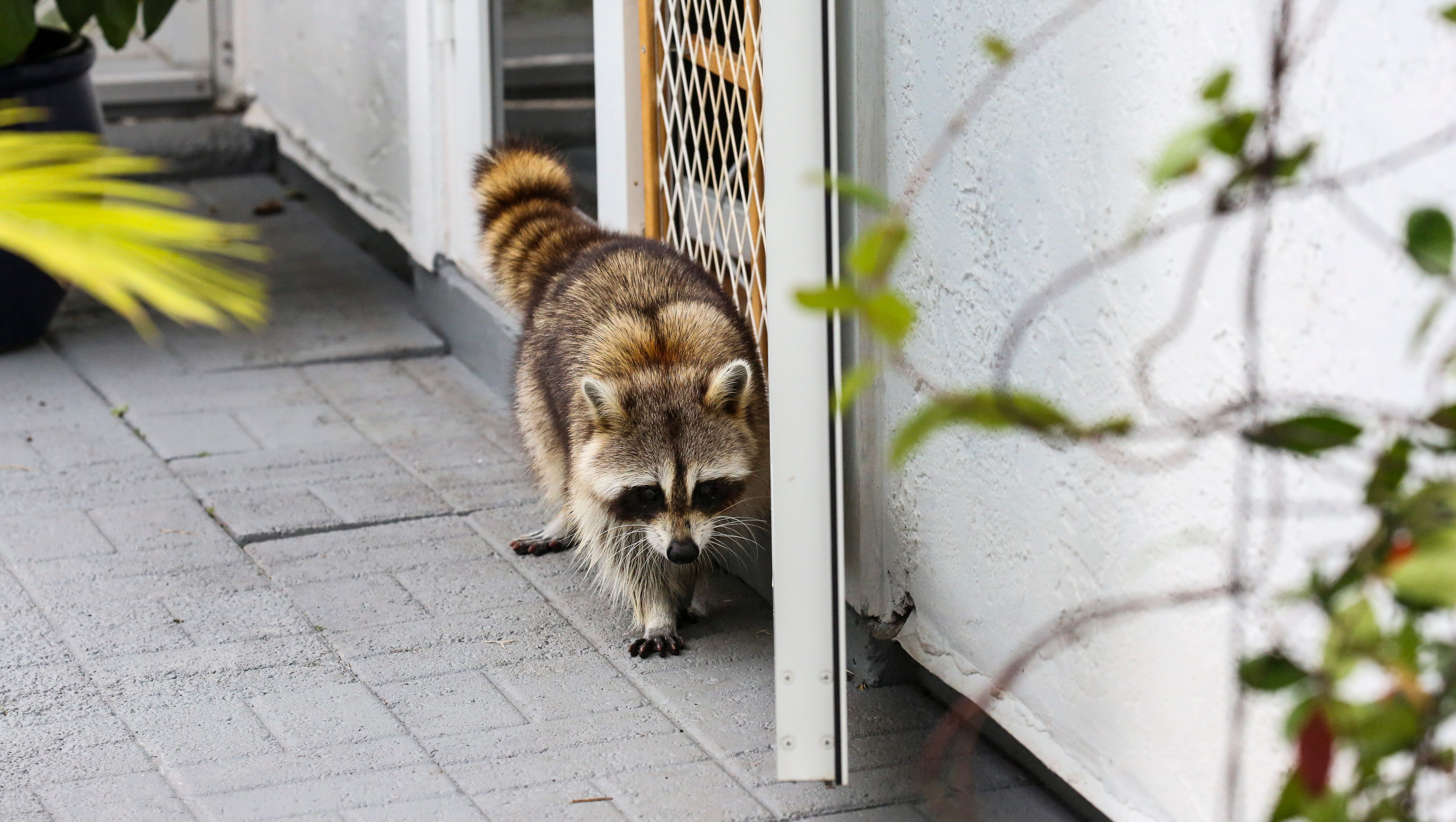 Nat Geo WILD shares story of Fort Myers blind raccoon