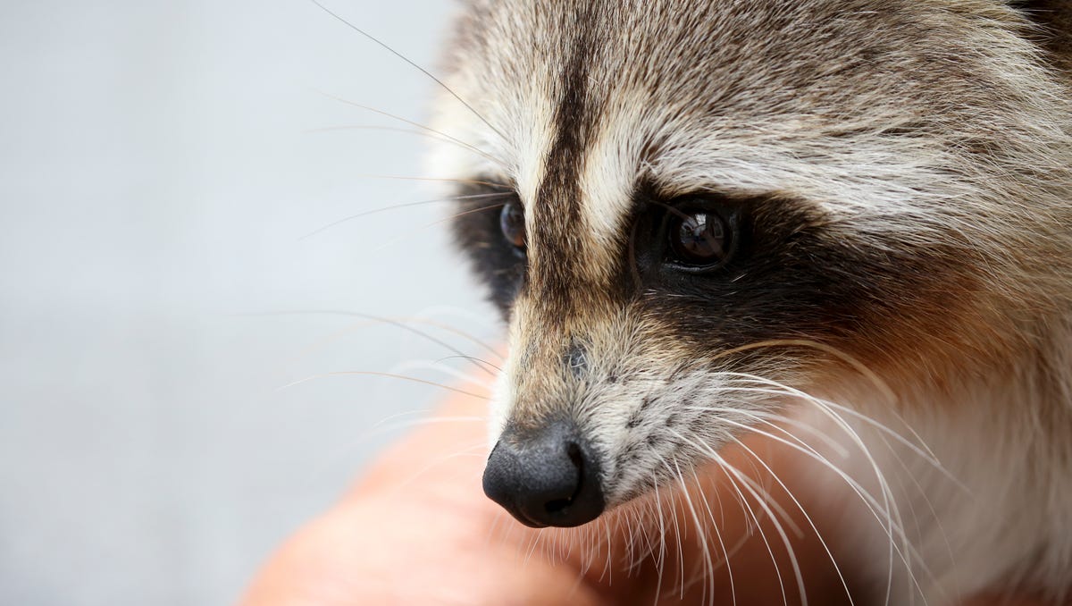 Trouper the blind raccoon