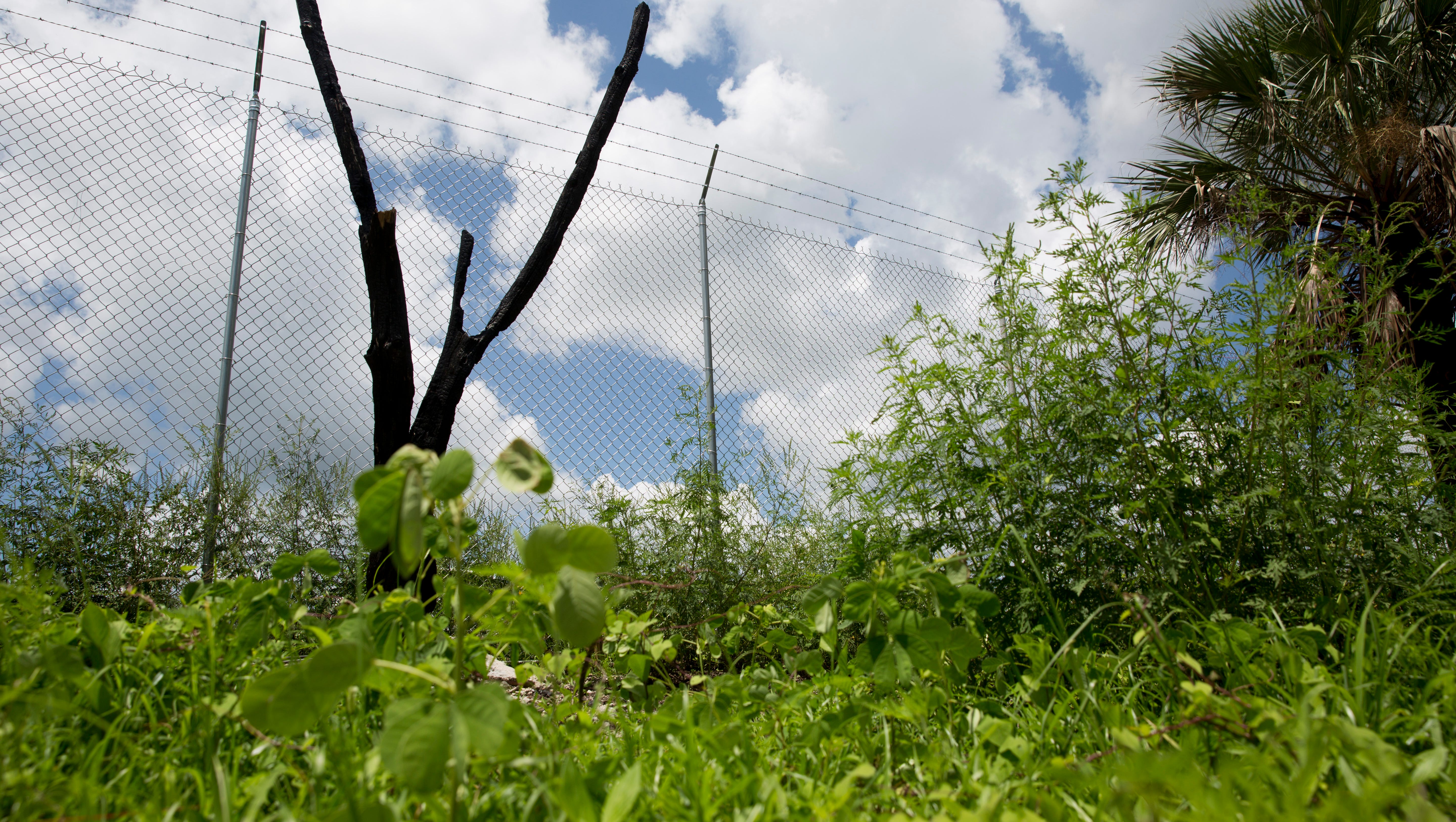 Fence raised along Alligator Alley to protect Florida panthers, drivers