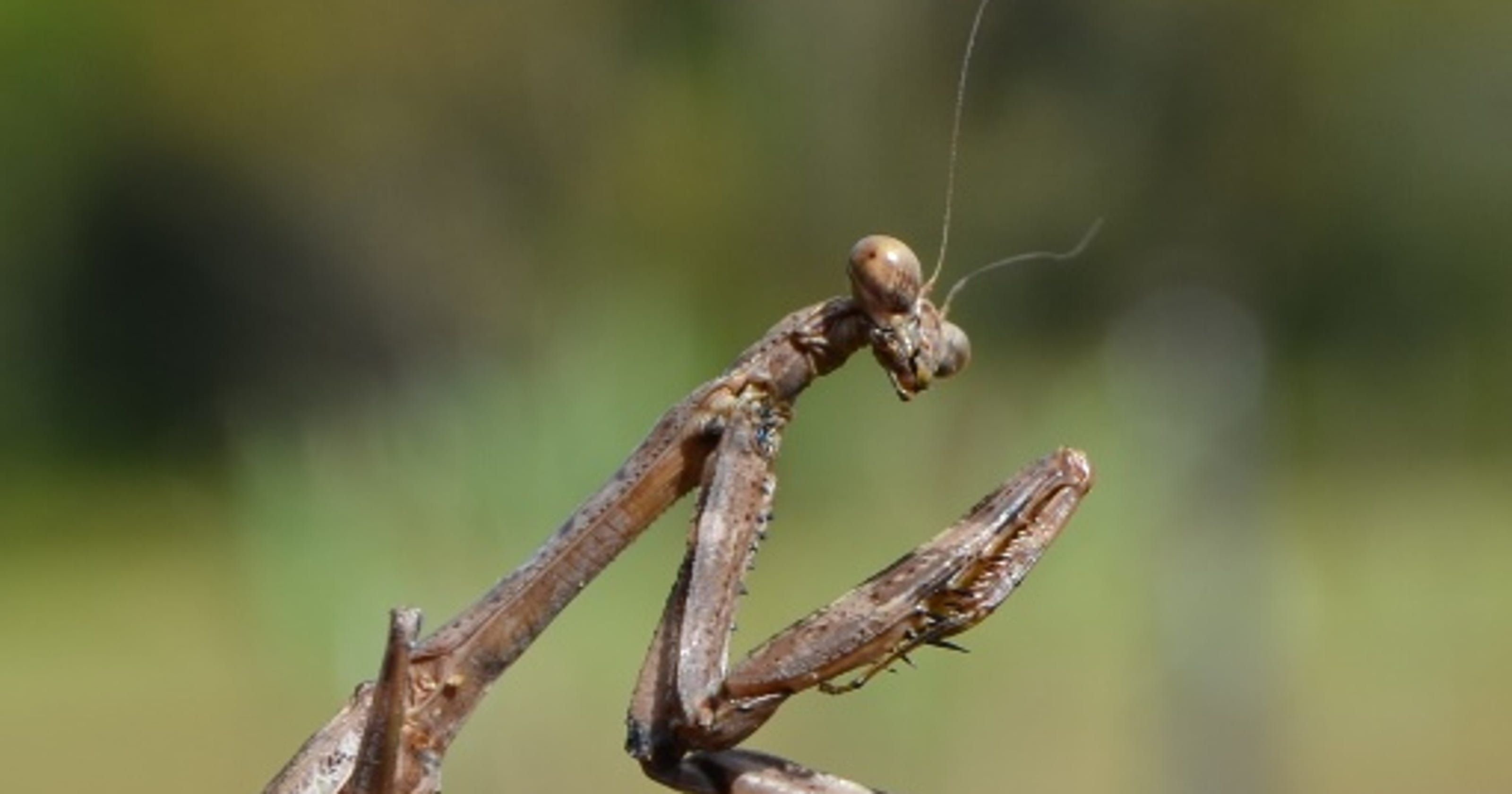 Praying mantis is friend to gardeners, nightmare to insects