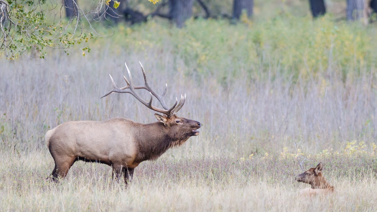 Montana fall colors guide: Seven spots for spectacular autumn views