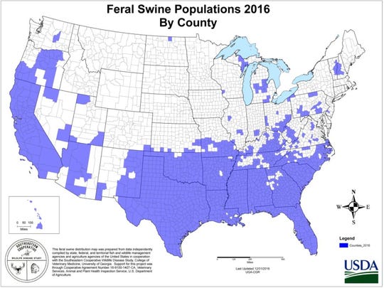 The differences between wild hogs and javelinas; what you need to know